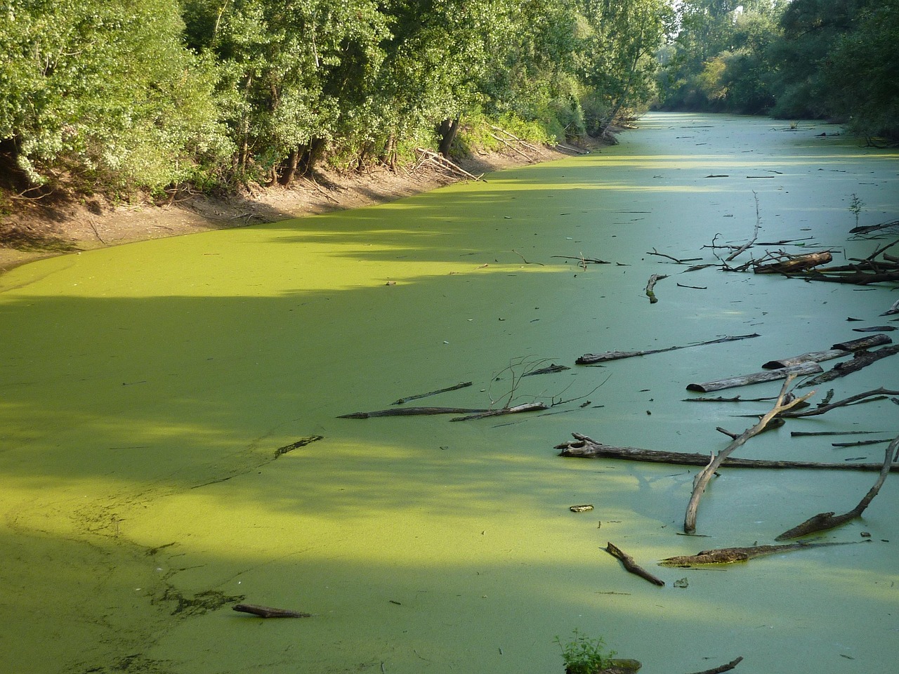 What Are Dead Zones? – Formation, Types and Impacts