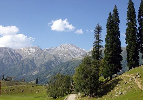 Evergreen Plants In Pakistan- Names, Scientific Names, Pics
