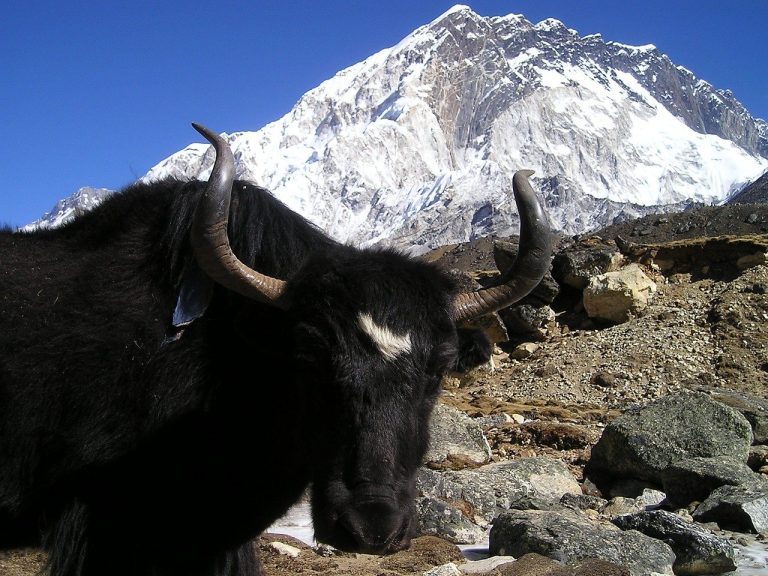 Unique Animals In Pakistan- List and Description